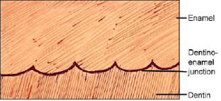 Tooth Enamel- Composition, Properties, Structure and Functions