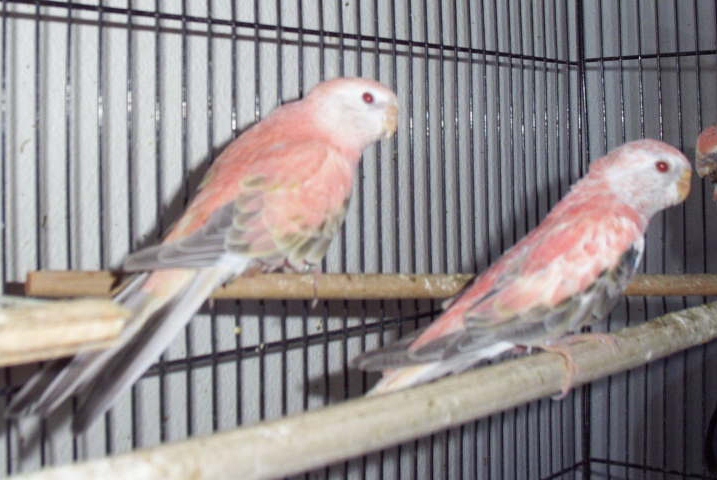 The Splendid Bourke Bird Blog: Bourke Questions and Answers