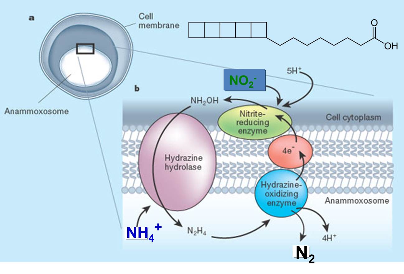 Curiosidades de la Microbiología: 2015