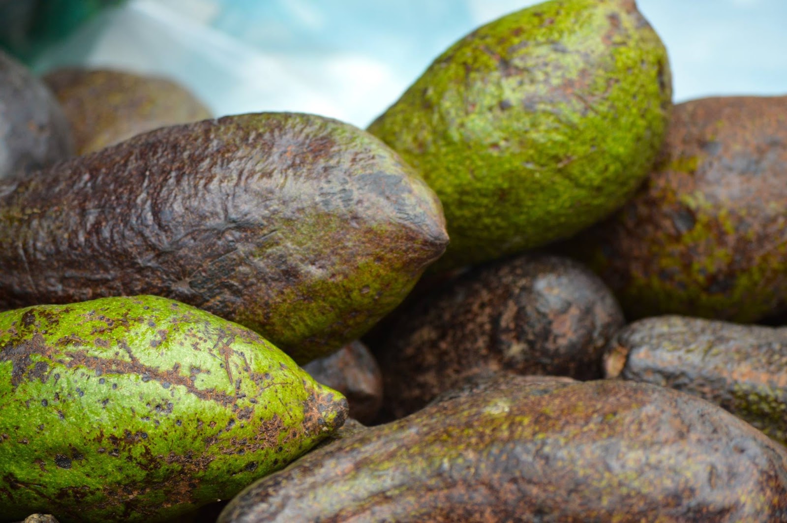 Punto de Teocelo: Punto de Teocelo - Saca el huerto y su proyecto del ...