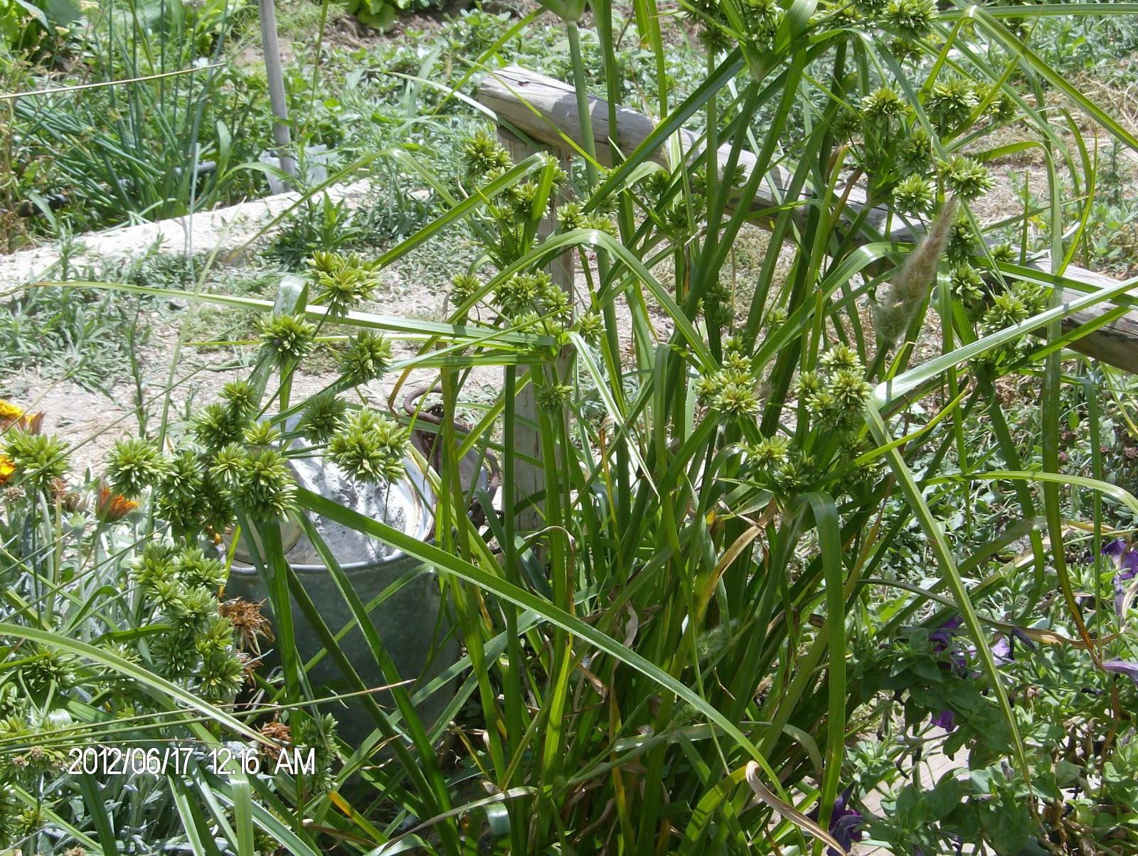 A HORTA DO JOÃO: Junça