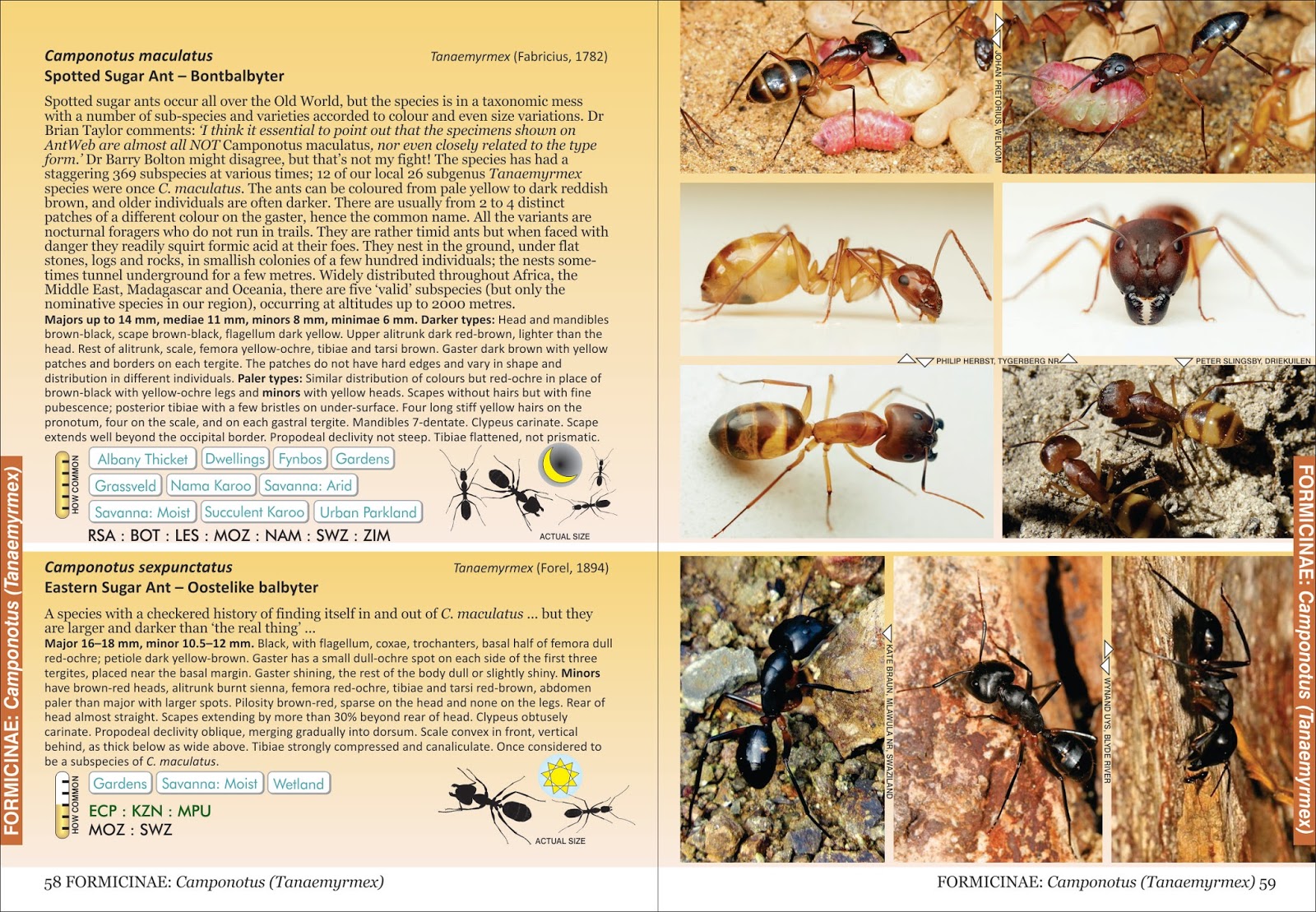 The Ant Book: Ant Book 01