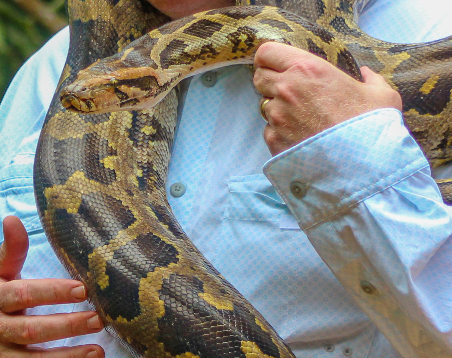 Cannundrums: Indian Rock Python