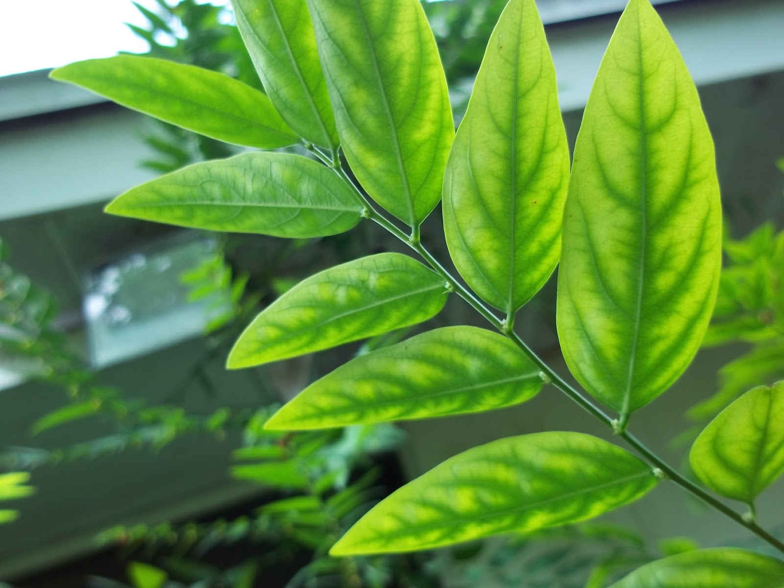 My epic garden: Katuk tree aka Sauropus androgynus