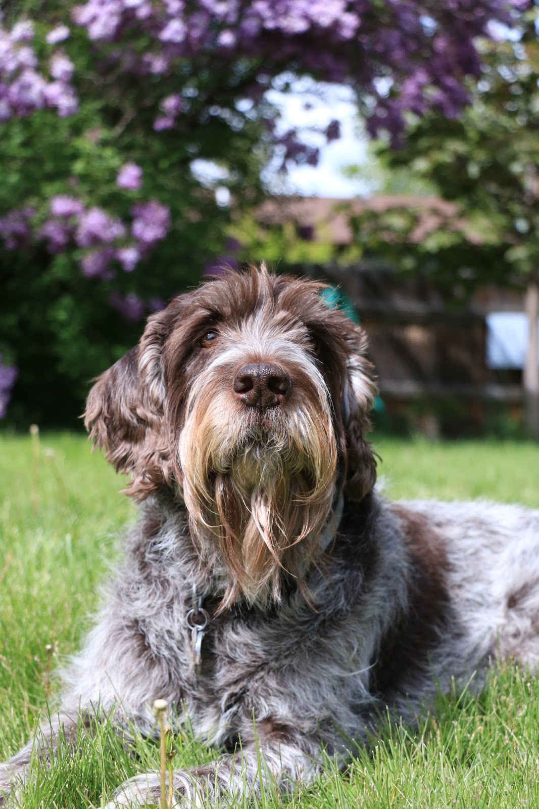 Idaho Outback Wirehaired Pointing Griffon Puppies!: Hope my pretty ...