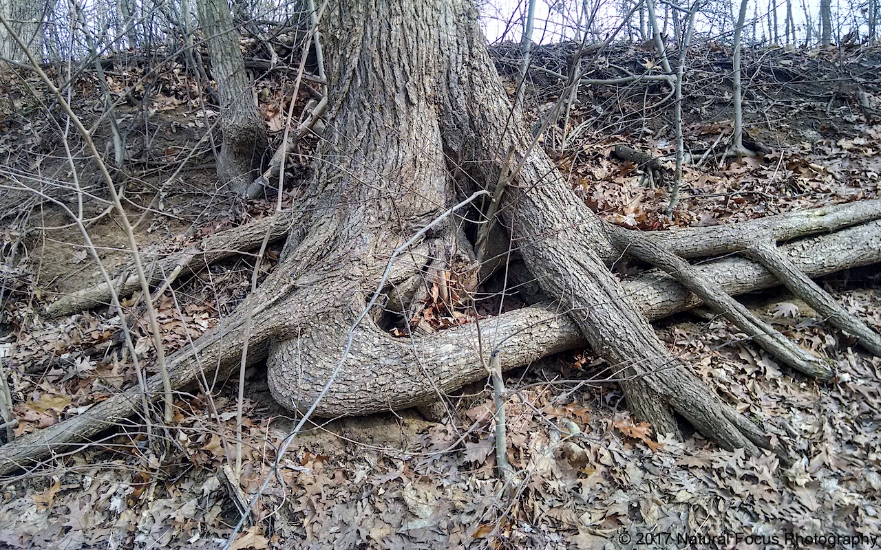 Natural Focus: Nature Photo of the Day #51: Roots