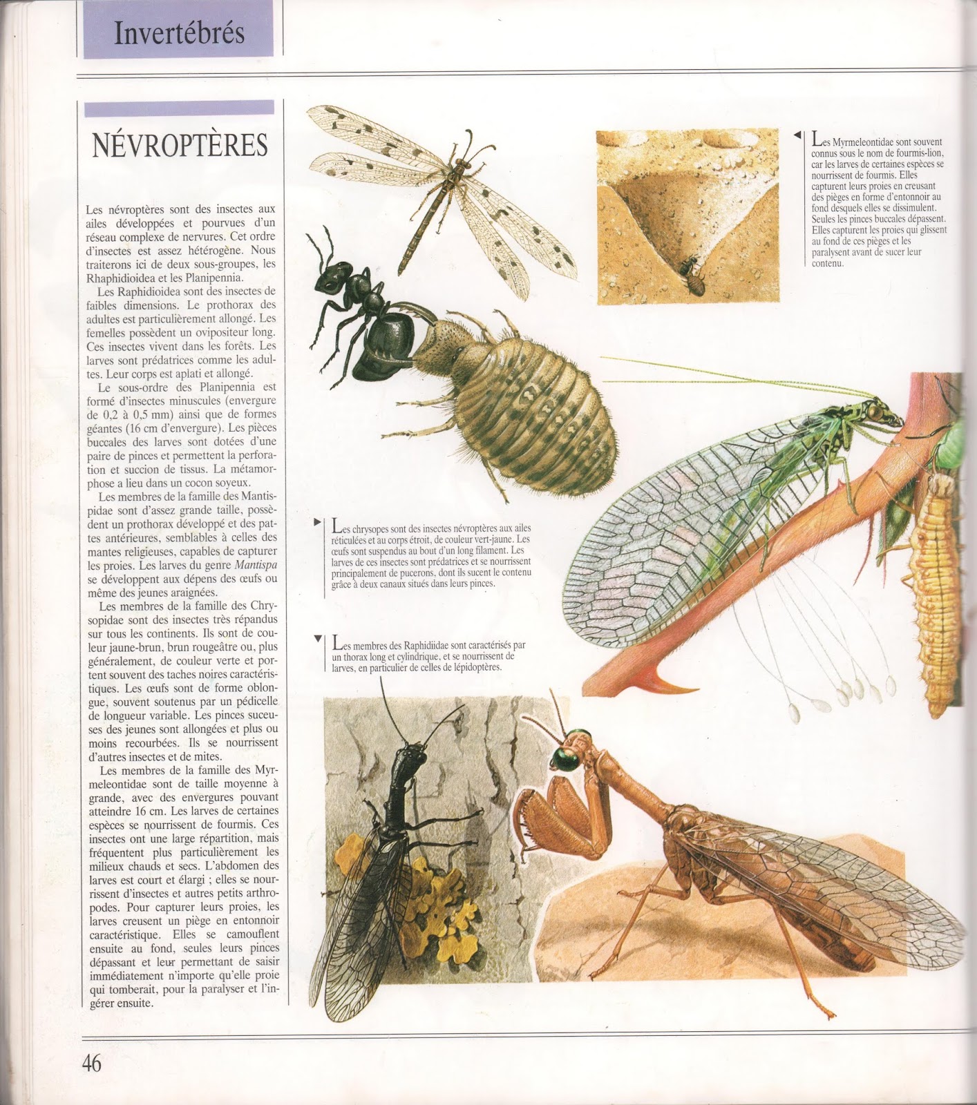 Leçons de choses: Invertébrés + intro + index (Encyclopédie du monde ...