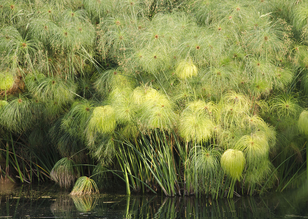 Cyperus papyrus | Pustaka Flora | Database Tanaman Landscape