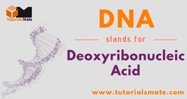 DNA Full Form: What is the full form of DNA? - TutorialsMate