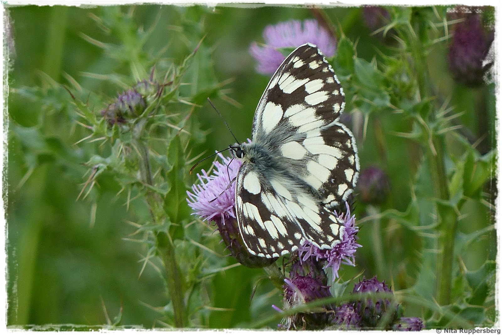 Kaalvoet in Engeland: Skone Skoenlappers