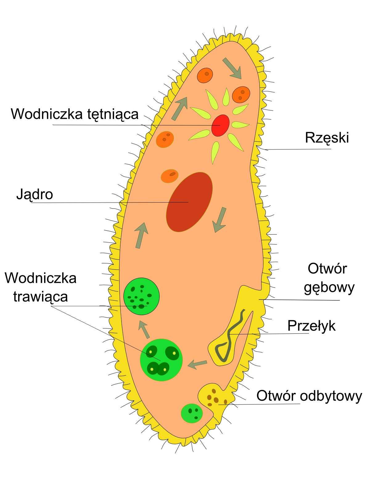 Homo analyticus: marca 2017