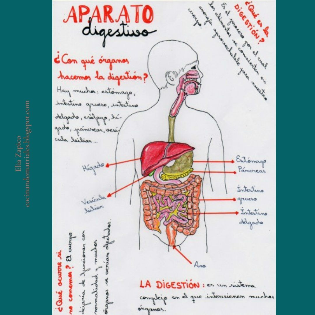 Ciencias naturales, 6º primaria: el sistema digestivo