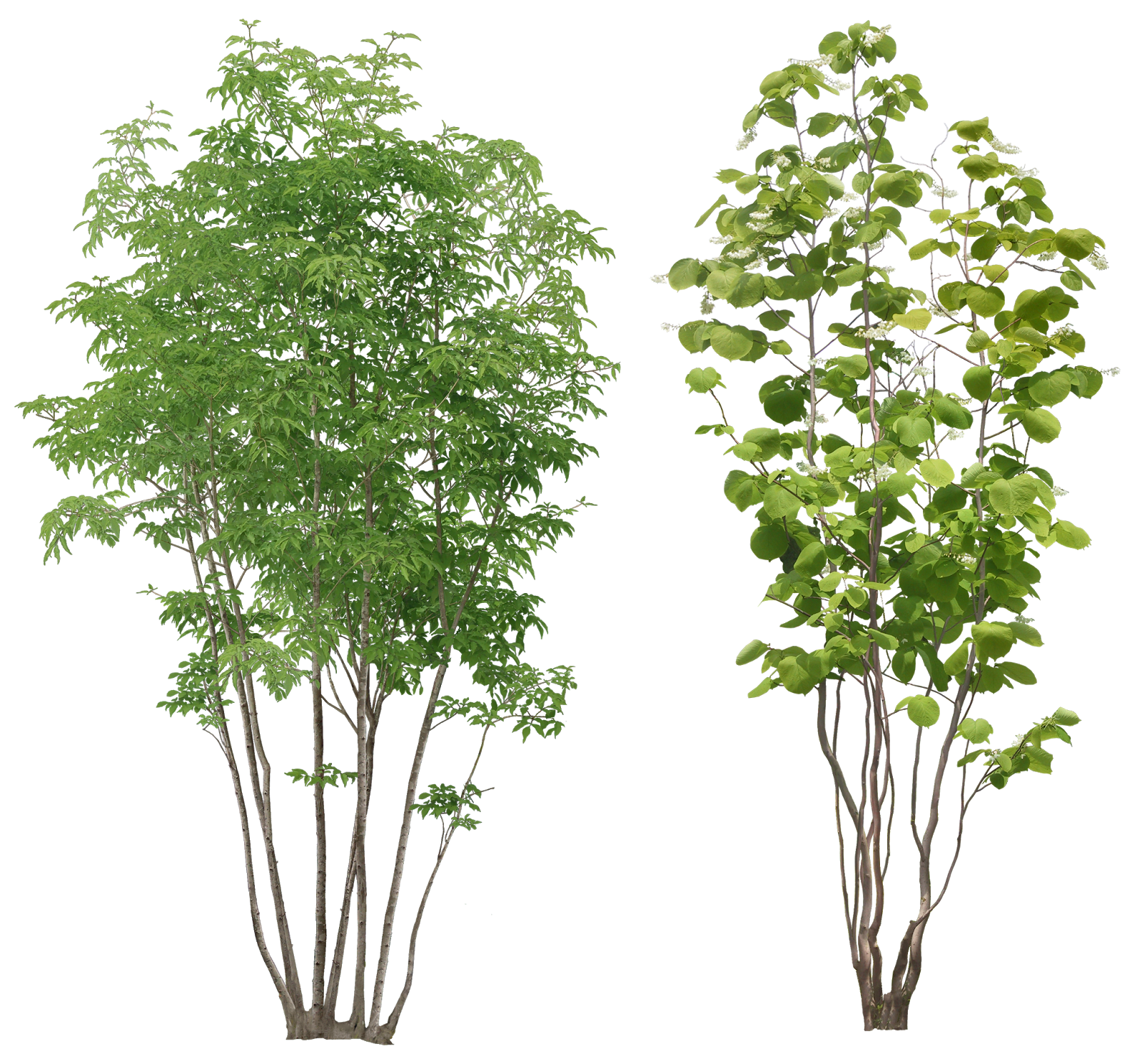 pouzolles textures : arbres,buissons et arbustes