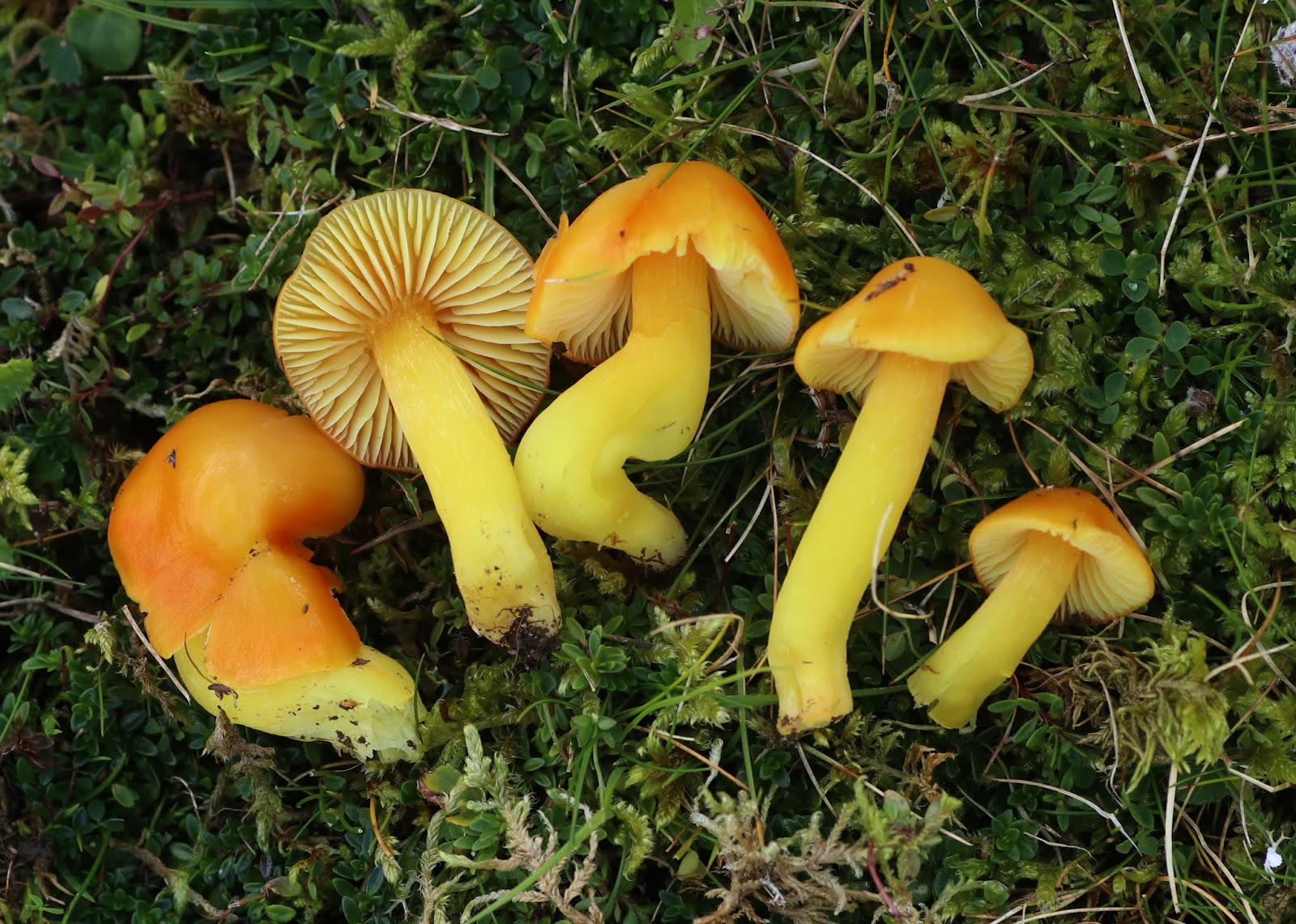 Misidentifying Fungi: Review of that grassland waxcap identification ...