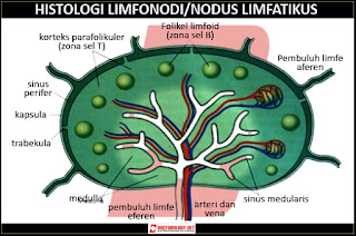 Anatomi dan Fisiologi Kelenjar Limfe