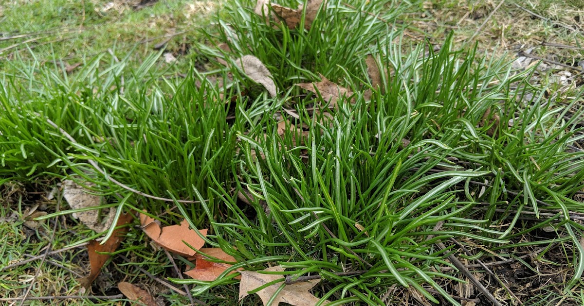 Wild Onion Removal From Lawn - An Ongoing Process
