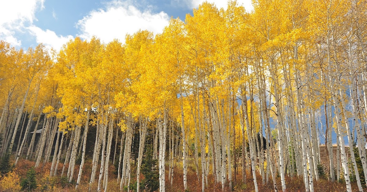 Escape Reality At Sundance Resort