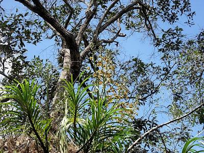 Lestarikan Keindahan Bunga Anggrek di Hutan Kalimantan - PLH Indonesia