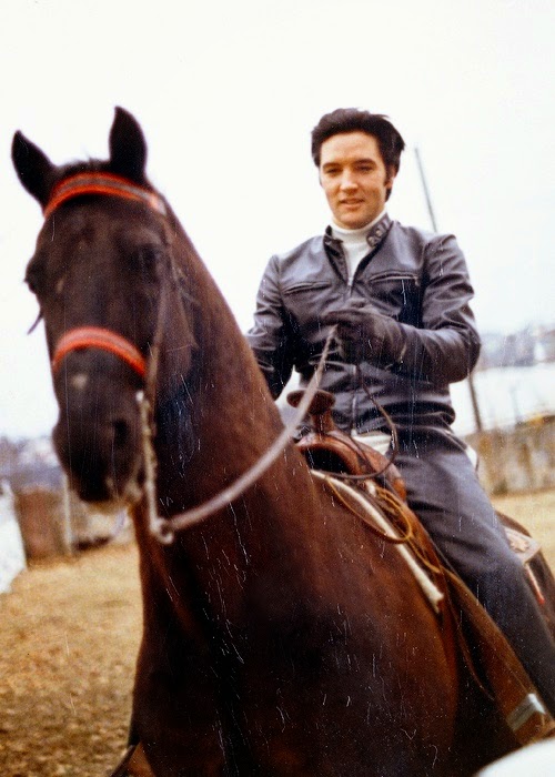 Horse Country Chic: Elvis and Horses