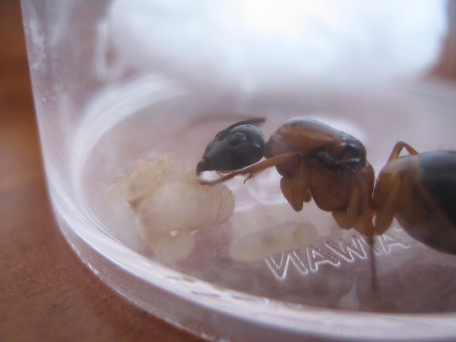 Megan's Ants: Esme (Camponotus Consobrinus queen) has 6 larvae and a pupa!