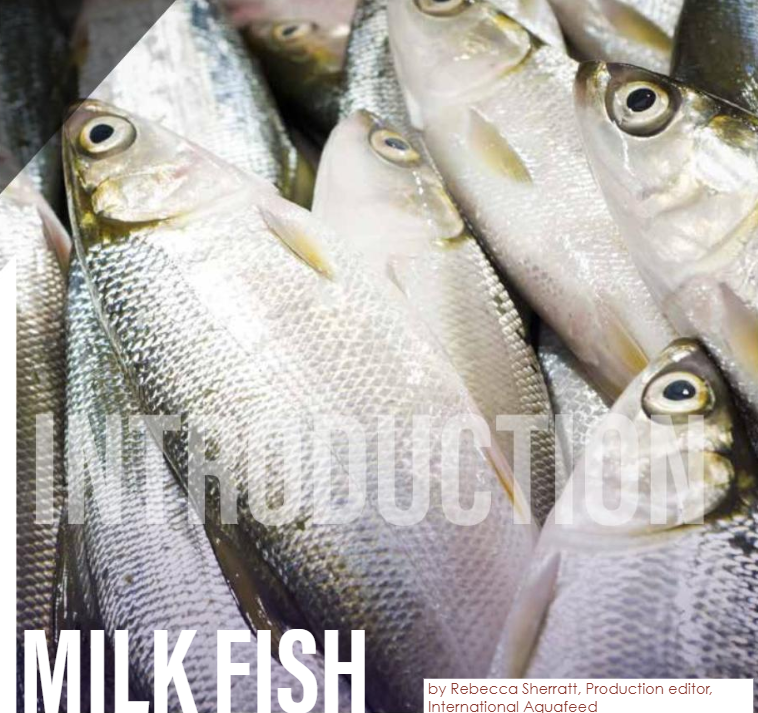 The Aquaculturists: Species focus: Milkfish