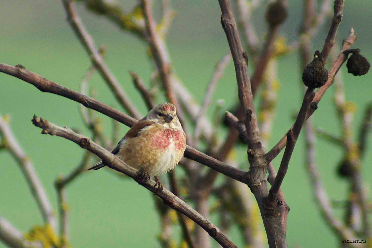Fauna silvestre de Hormaza: Acanthis cannabina