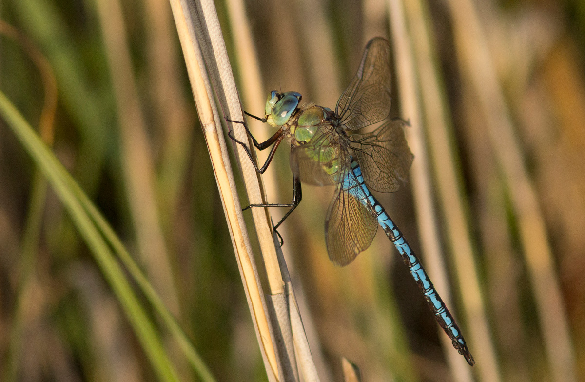 Weedon's World of Nature: Emperors, KDNR