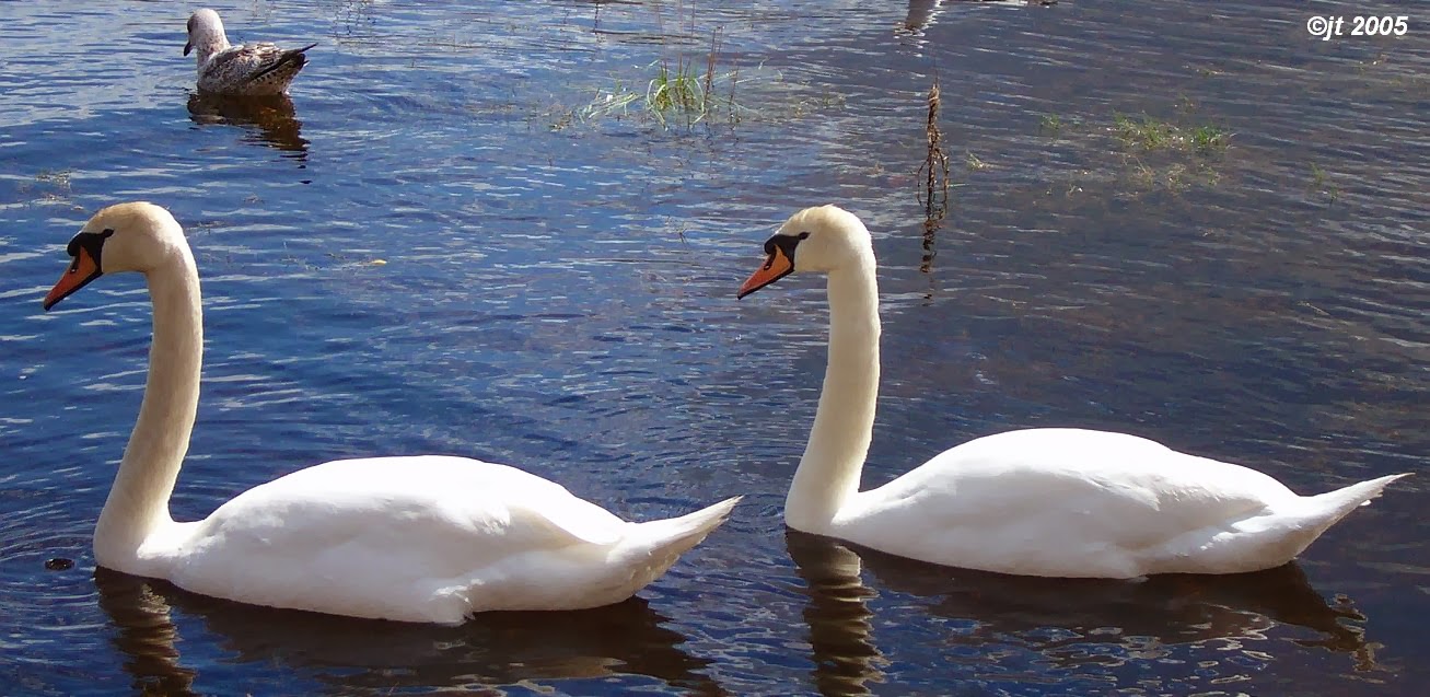 Simply Superb Swans: Nairn Swans Look Back 2007