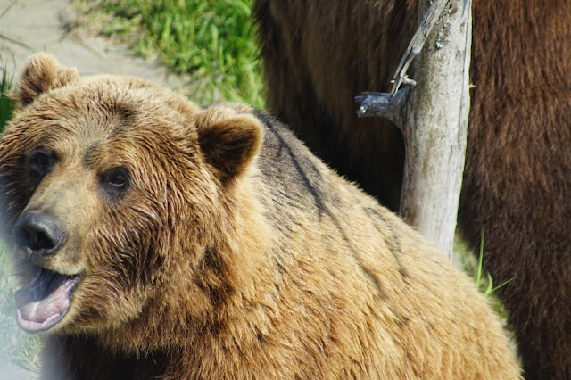 Lost But Loving It...In Alaska!: The End of an Em-bear-assing amount of ...