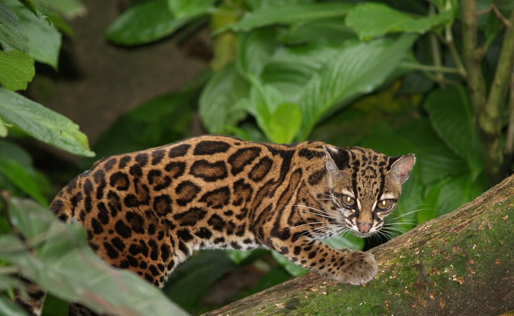 Leopardus tigrinus