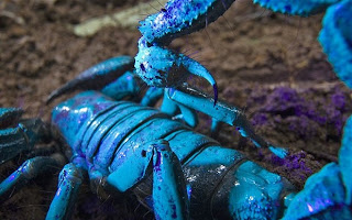 Curiosidades del Mundo: El misterioso Escorpión Emperador Azul africano.