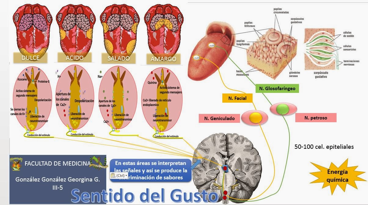 Mapa mental sentido del gusto 02/12/13 ~ BLOG DE FISIOLOGÍA BASICA
