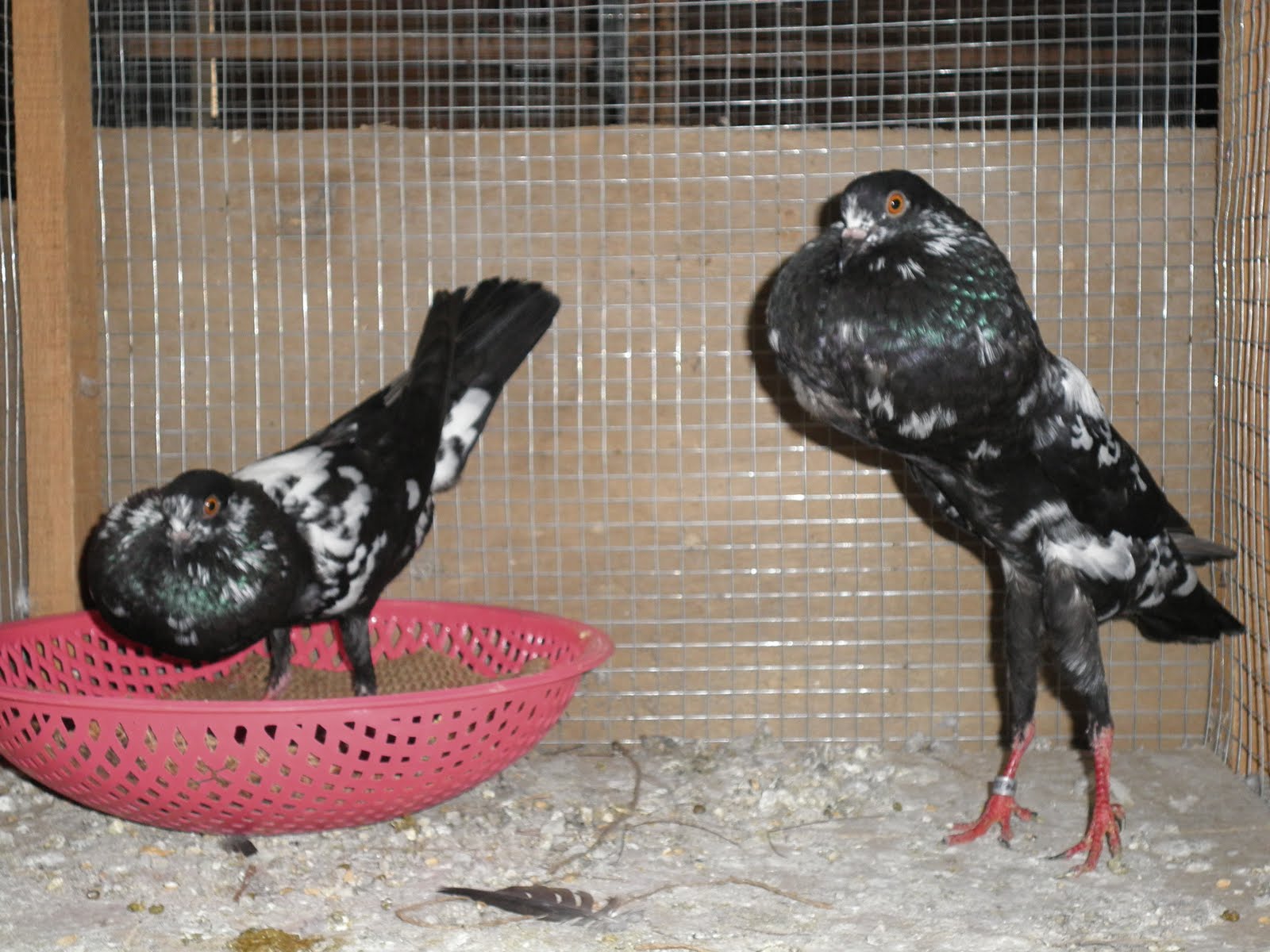 Pigeon Kelantan