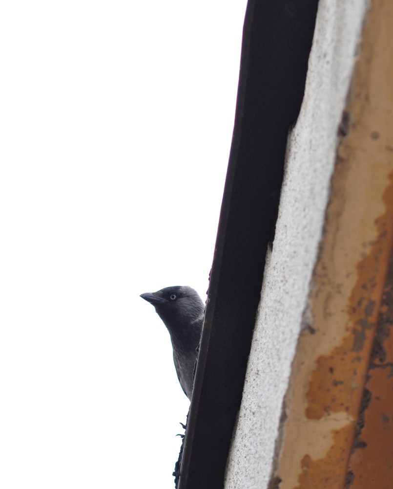 Catalin Negru: Puiul...de Stancuta