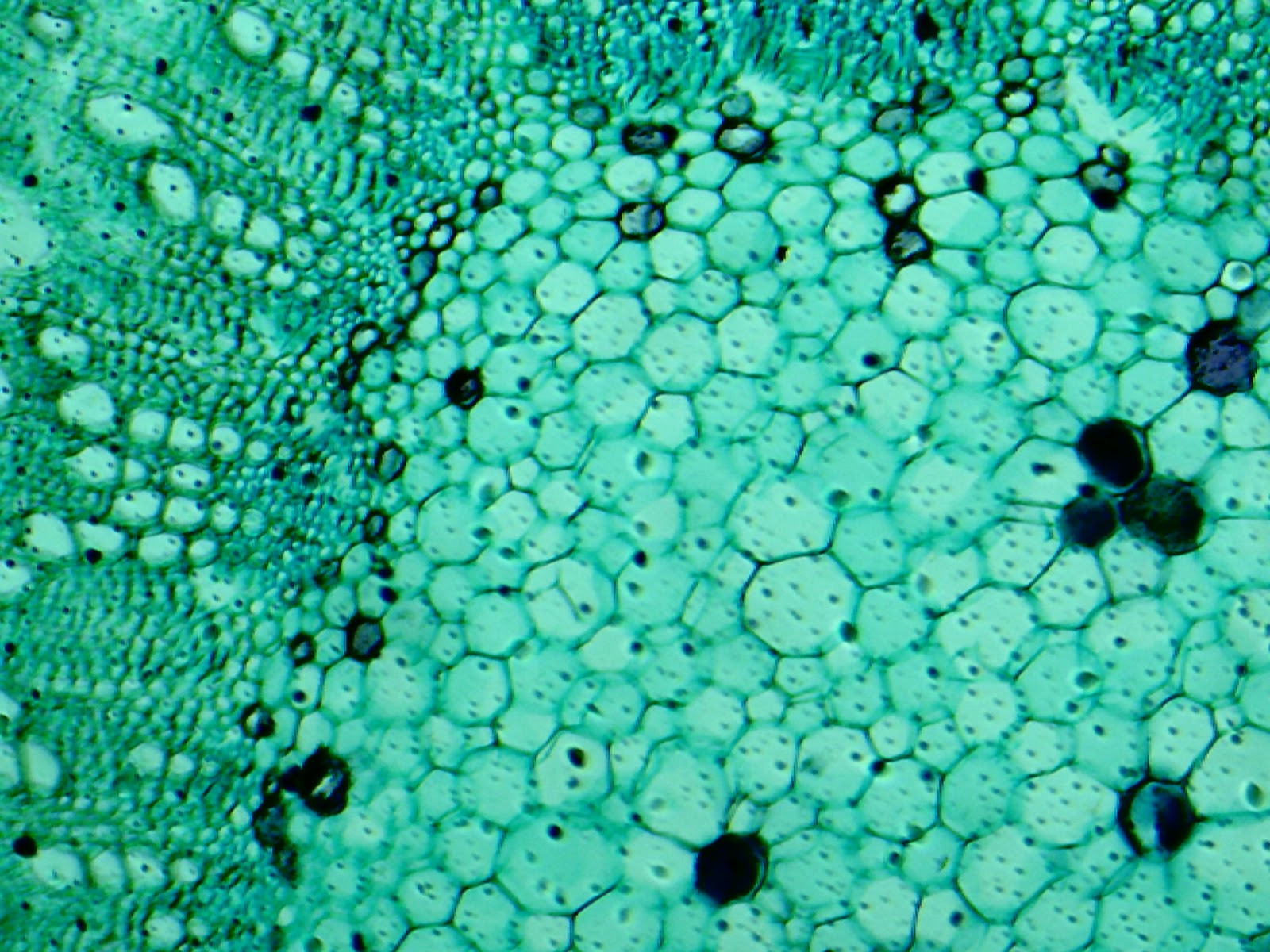 Debonair David: Microscopy, part 1