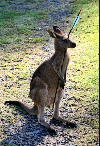 Four legged friends (and enemies): Kangaroo joey shot with arrow at Durras