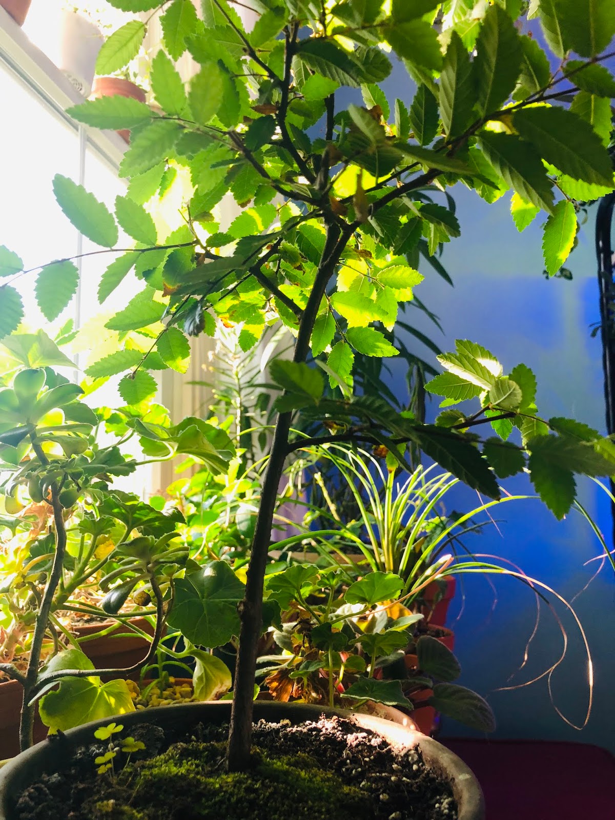 Lily's Indoor Jungle: Indoor Elm Tree Care Updated