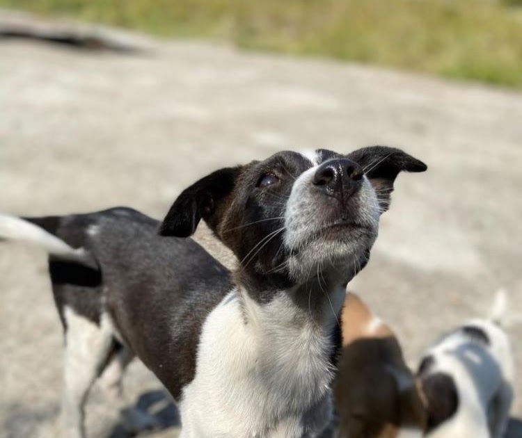 Saahas For Animals NGO How To Get A Stray Dog To Trust You saahas-for-animals-ngo-how-to-get-a-stray-dog-to-trust-you