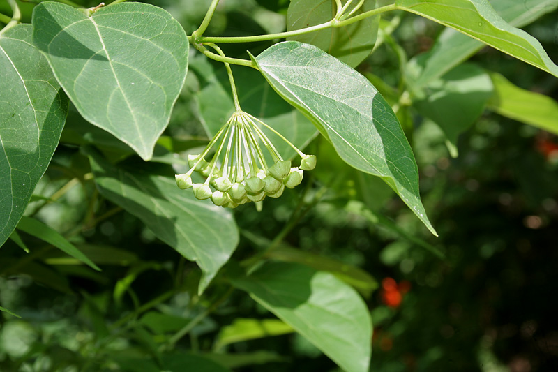 IMPORTATORI FRUTTA E VERDURA TROPICALE: අඟුන කොළ aguna kola