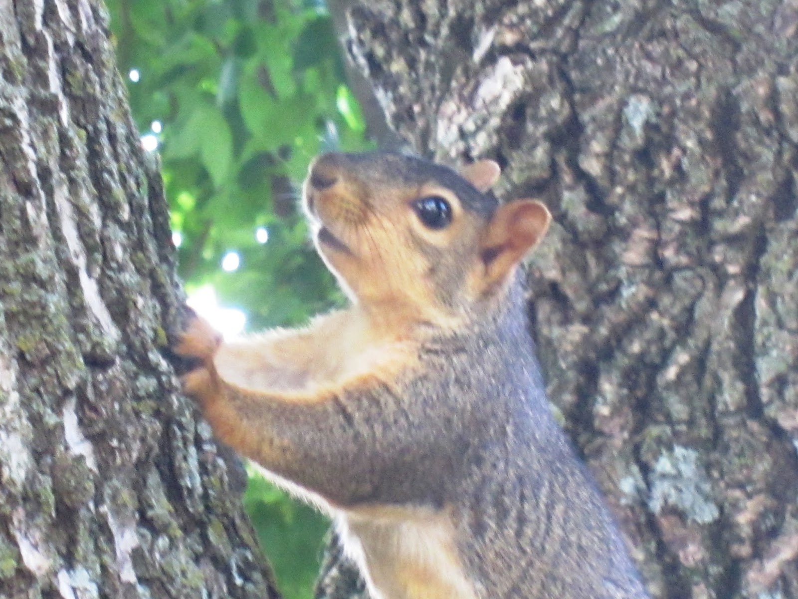 Sawyers Landing: Squirrels and a rabbit