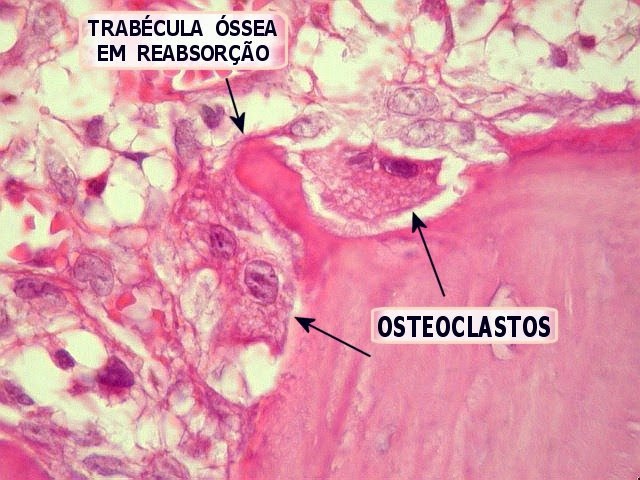 MORFOFISIOLOGÍA I: HISTOLOGÍA