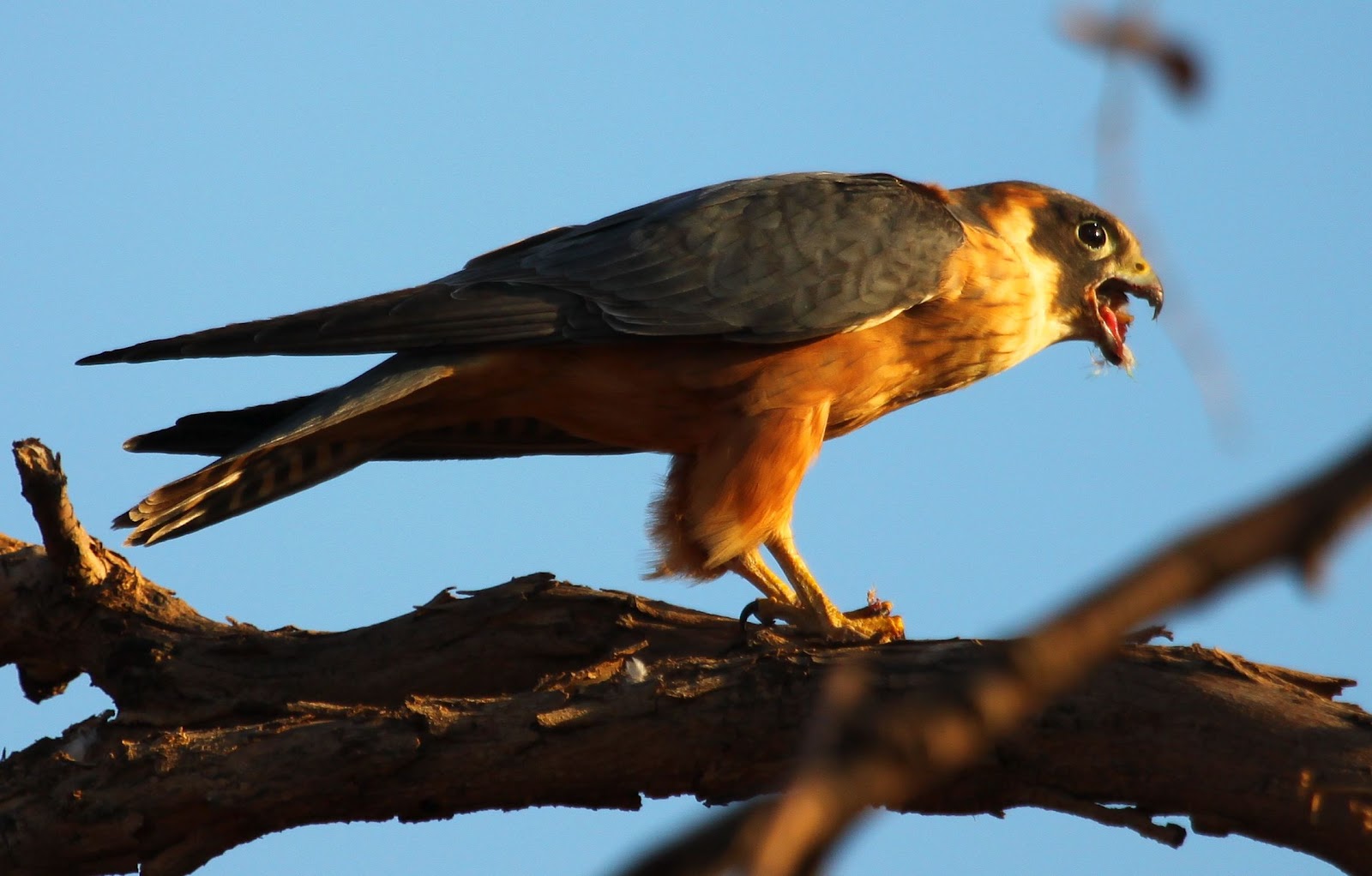 Richard Waring's Birds of Australia: Australian Hobby close-up, Brown ...
