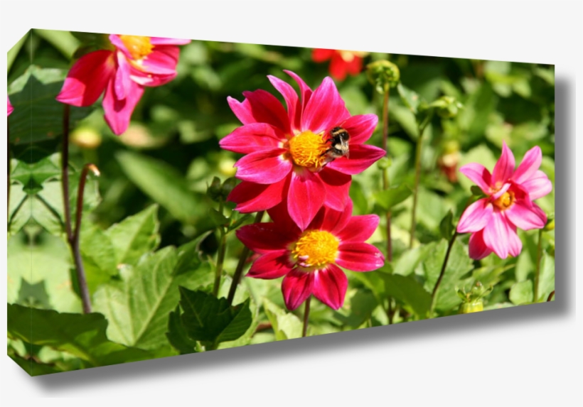 Sample Image Url - Birthday Letter