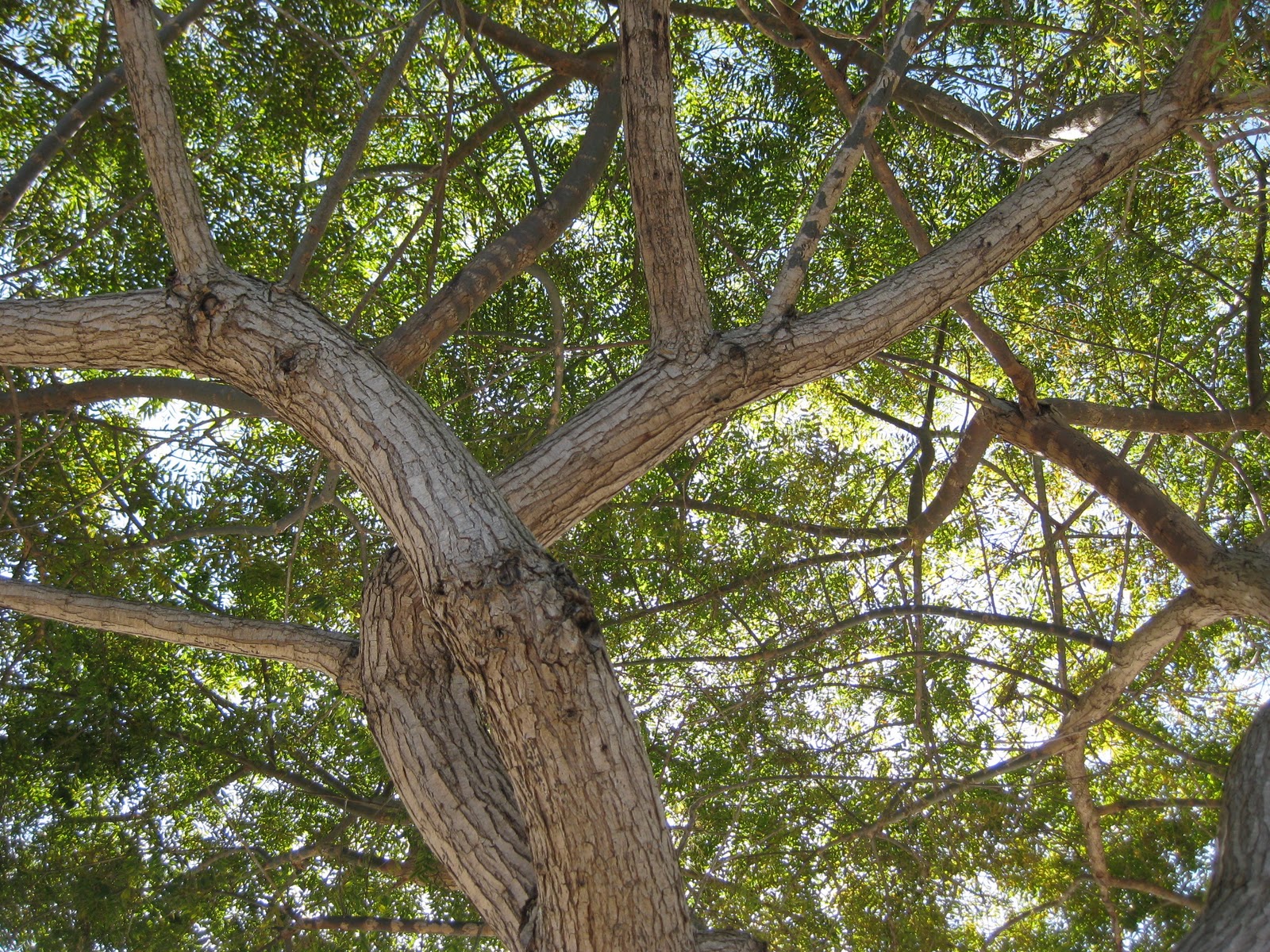 Trees of Santa Cruz County: Tipuana tipu - Tipu Tree