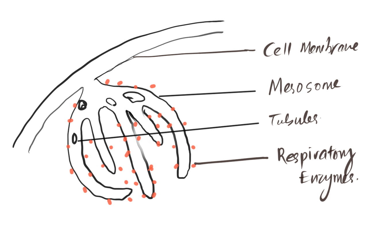 Prokaryotic-Bacteria-Cell-Parts| Notes by UK Sir | Cell Bio- 5 - Bio ...