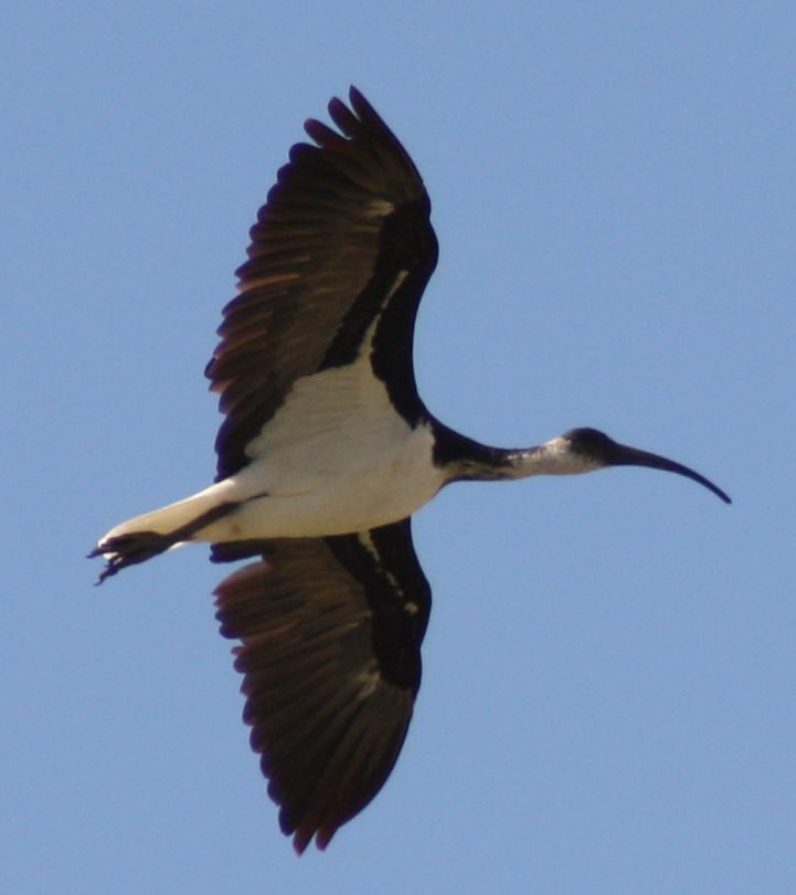 Richard Waring's Birds of Australia: 2011 Bird Photos - 299 species