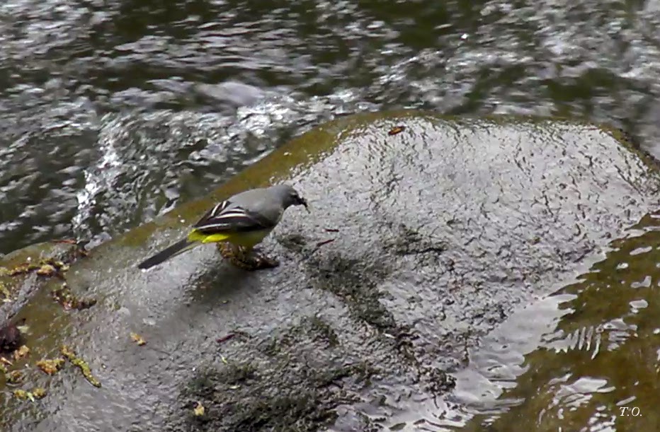 PASARI DIN ROMANIA: CODOBATURA DE MUNTE, Motacilla cinerea