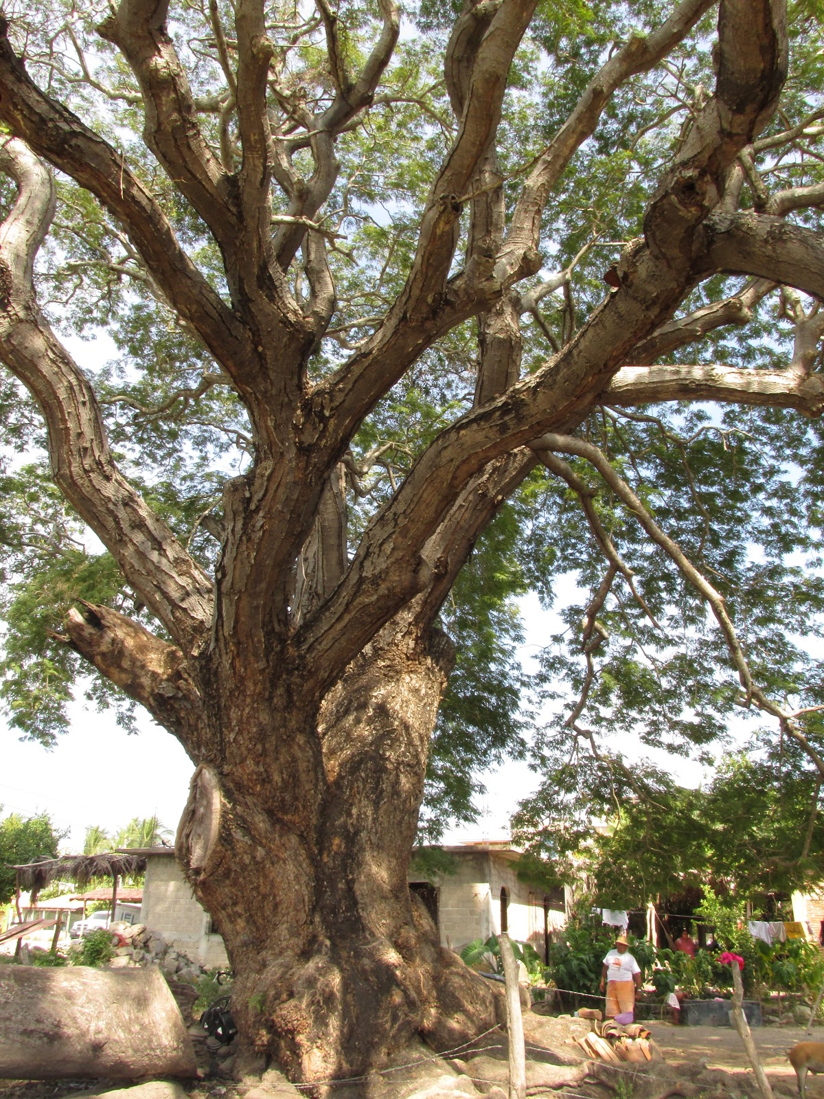 Bike Touring Mexico: Mission Rainbow part II : Big trees, backpackers ...