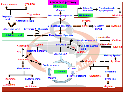 Amino acid Pathway I Pharmacognosy and Phytochemistry ( T. Y. B. Pharm ...