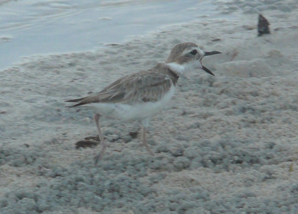 Florida Suncoast Birding: Snowy Plover - at Little Estero Lagoon Florida Suncoast Birding: Snowy Plover - at Little Estero Lagoon